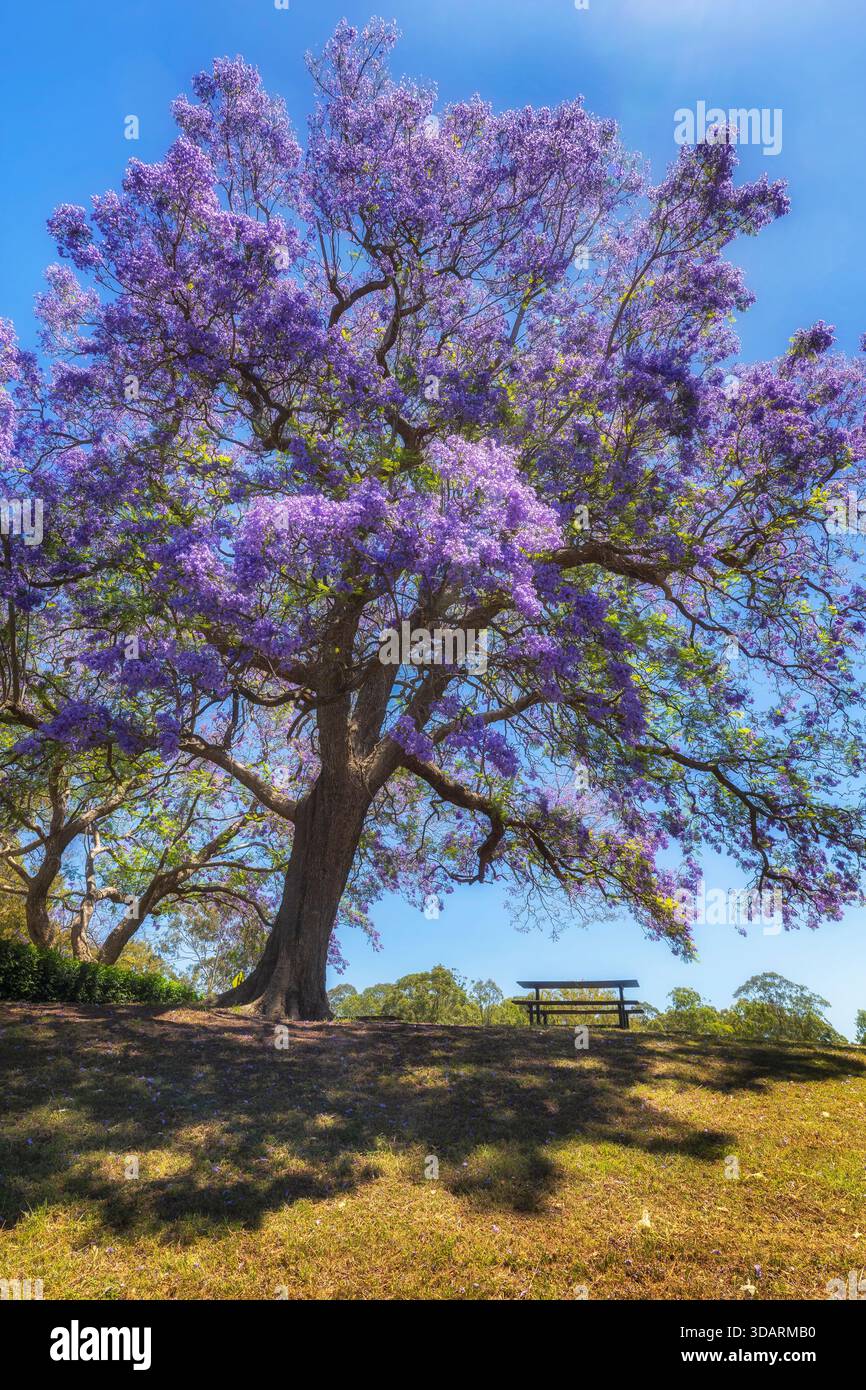 Parramatta Park Jacaranda tree bench vert - Blossoming Jacaranda trees ...