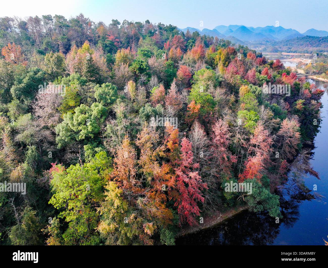 Aerial photo shows the colorful maple trees in Quanzhou County, Guilin ...
