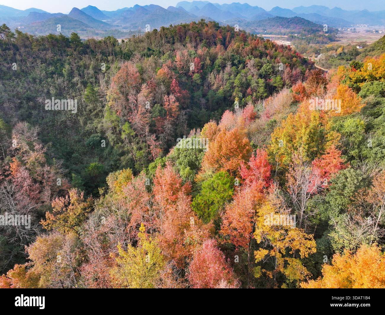 Aerial photo shows the colorful maple trees in Quanzhou County, Guilin ...