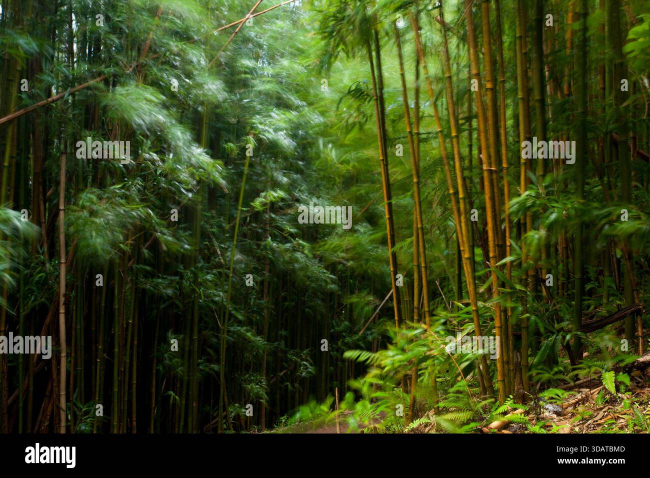 Bamboo forest on Oahu, Hawaii Stock Photo - Alamy