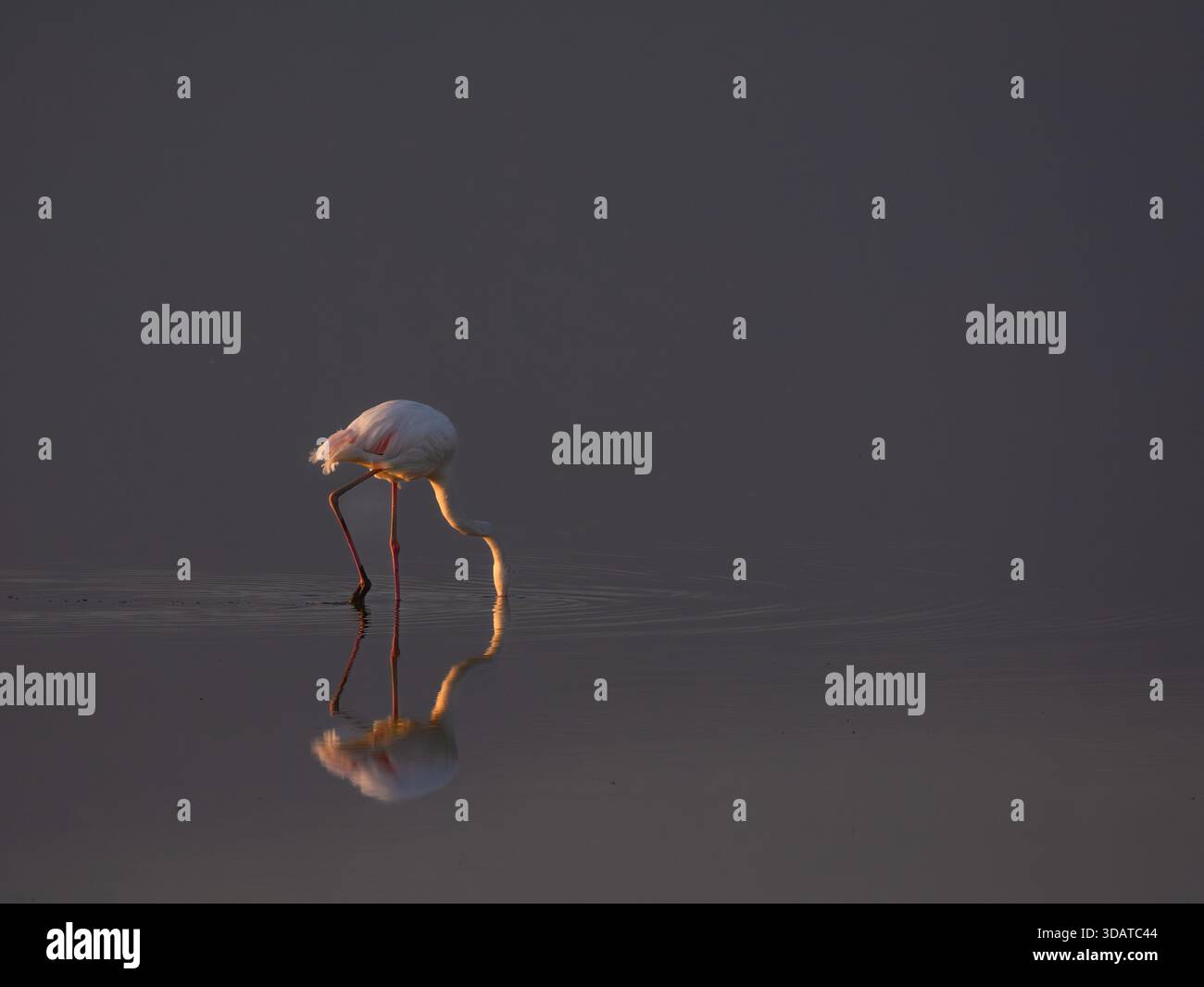 Great rift valley soda lakes hi-res stock photography and images - Alamy