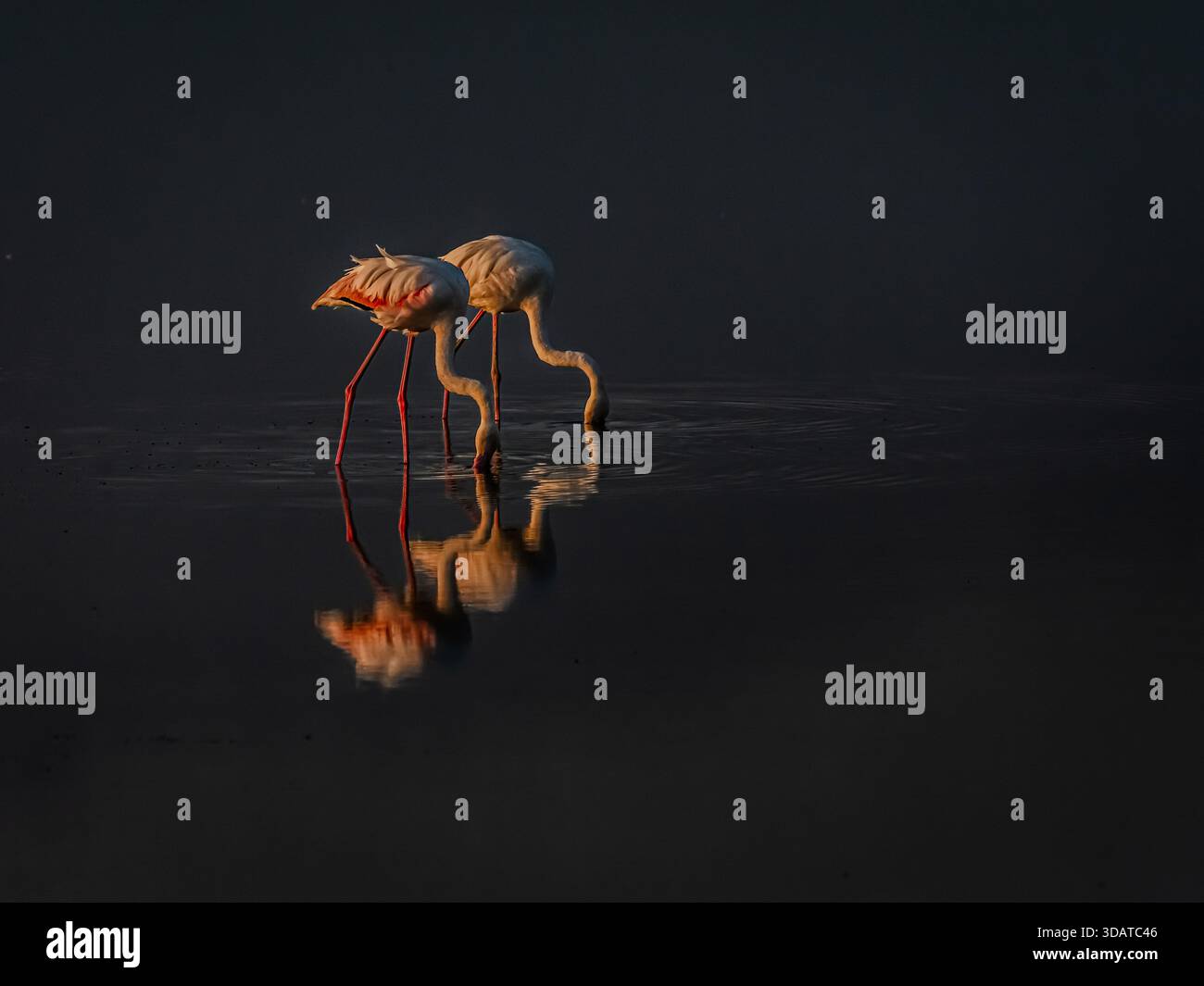 a selection of pink flamingos in the Rift Valley of Africa Stock Photo ...
