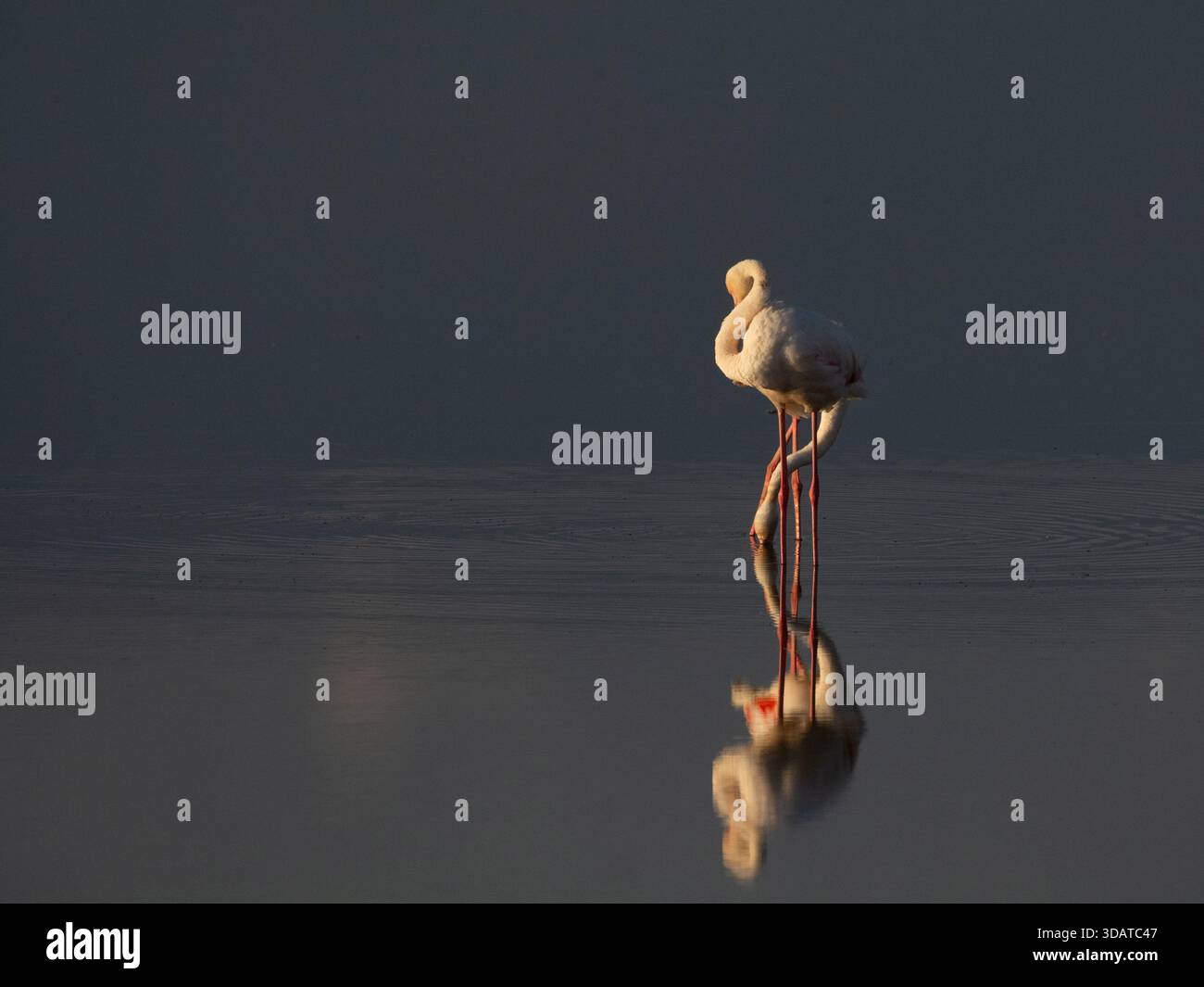 Great rift valley soda lakes hi-res stock photography and images - Alamy
