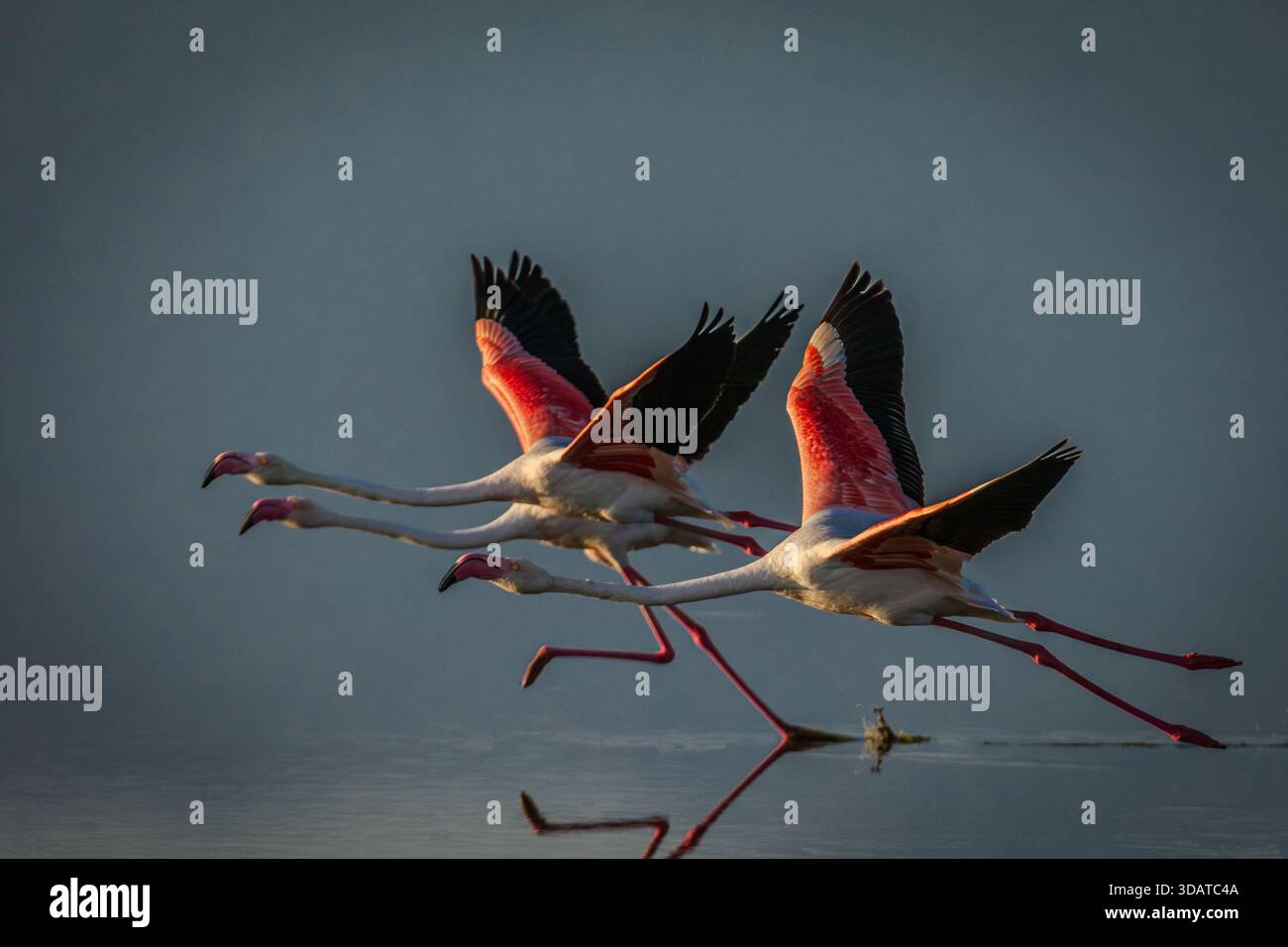 Great rift valley soda lakes hi-res stock photography and images - Alamy