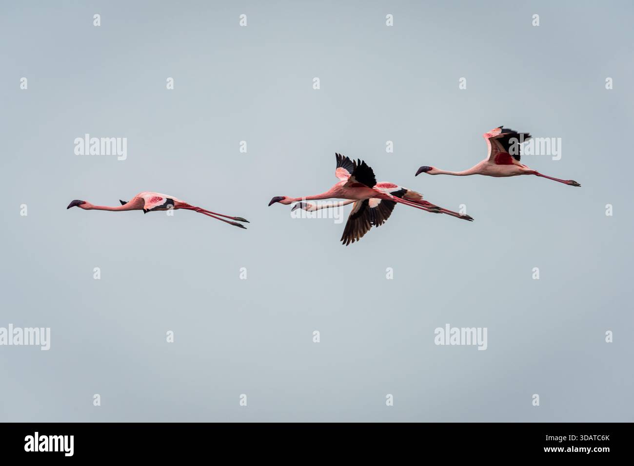 a selection of pink flamingos in the Rift Valley of Africa Stock Photo ...
