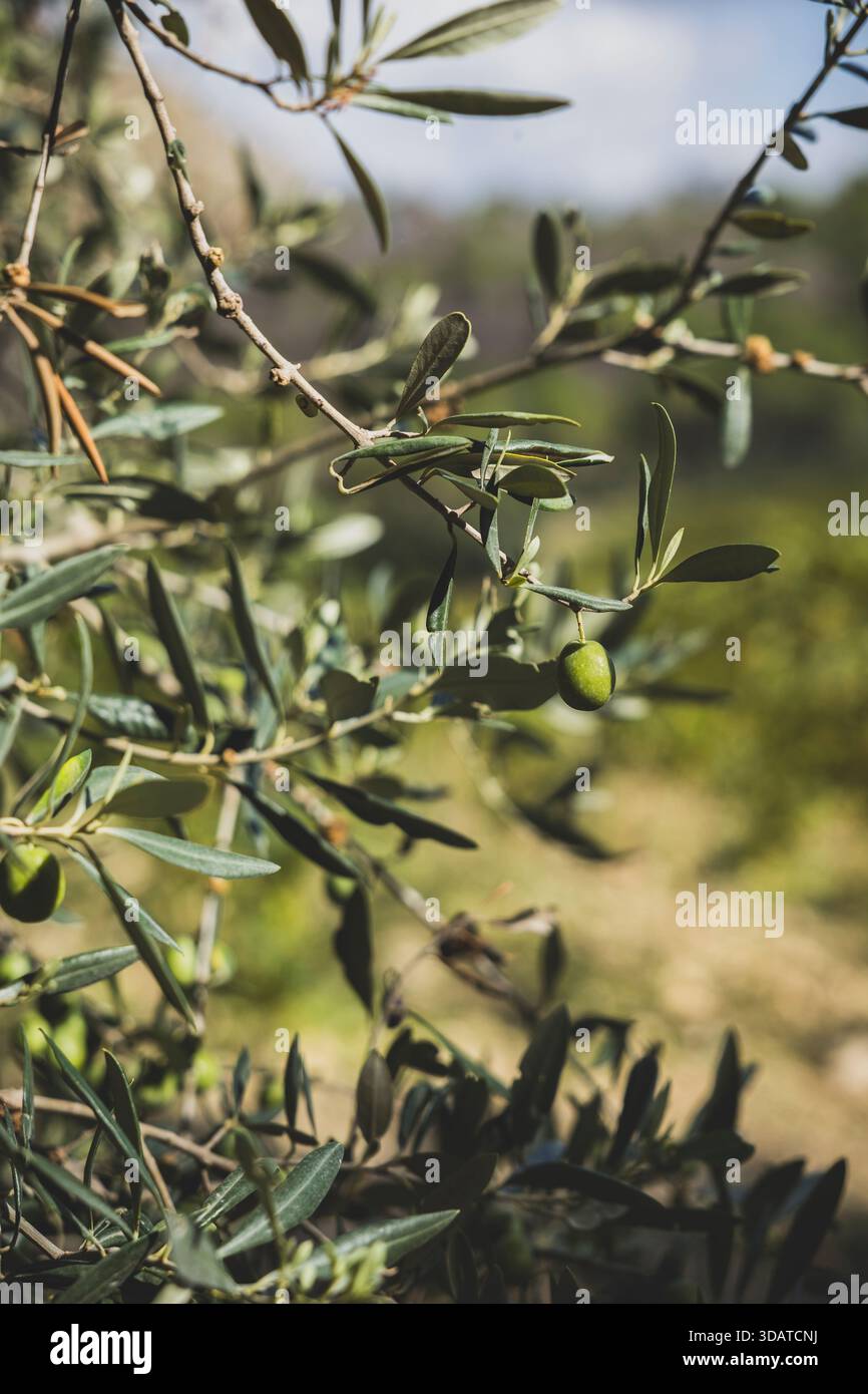 Olive trees in Italian orchard Stock Photo - Alamy