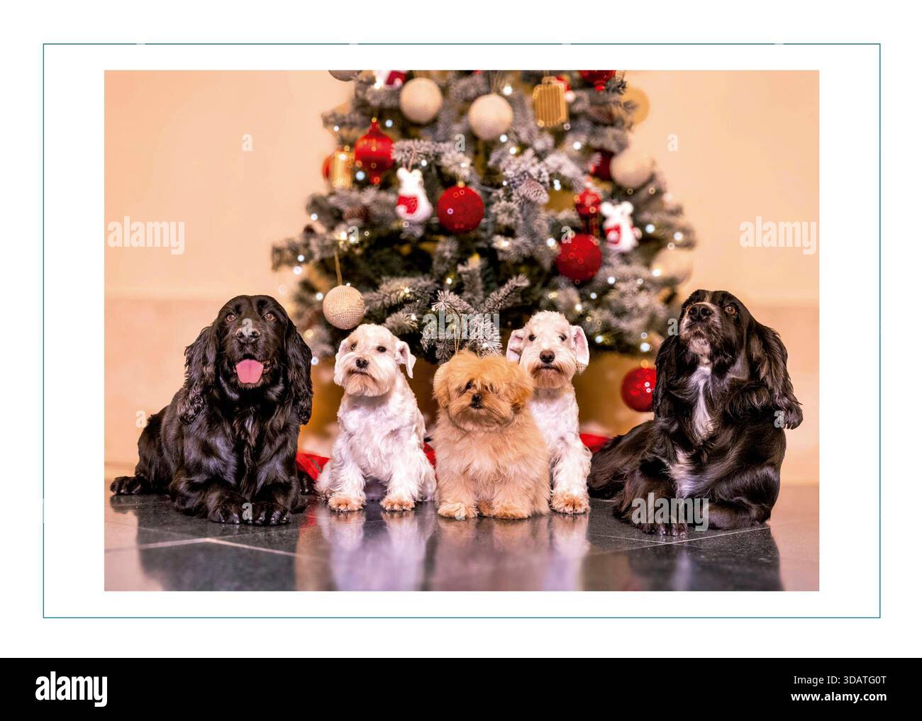 Emeritus Spanish Kings Don Juan Carlos y Doña Sofia during a Christmas ...
