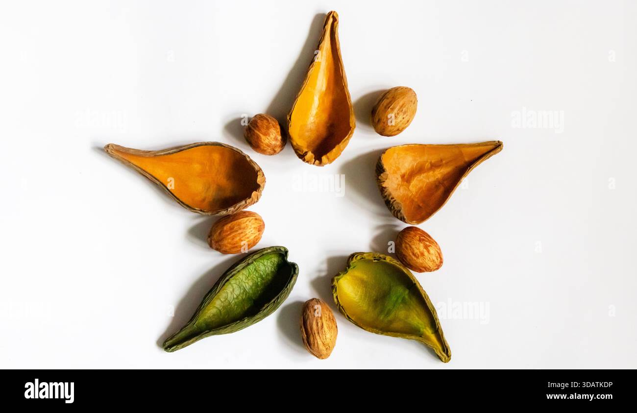 Walnut design . A place to copy Stock Photo - Alamy