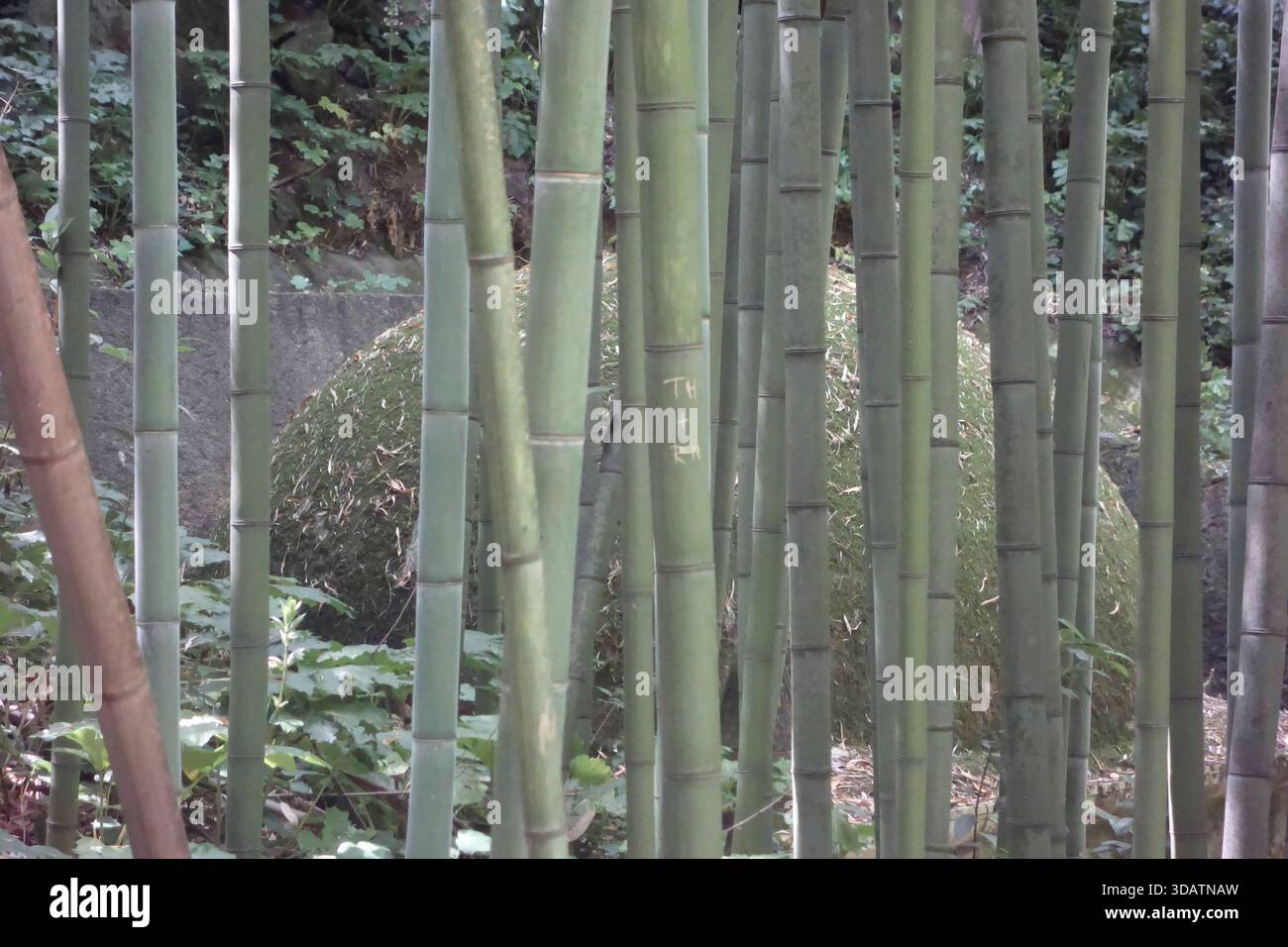 bamboo plants, evergreen perennial flowering plants of the grass family ...