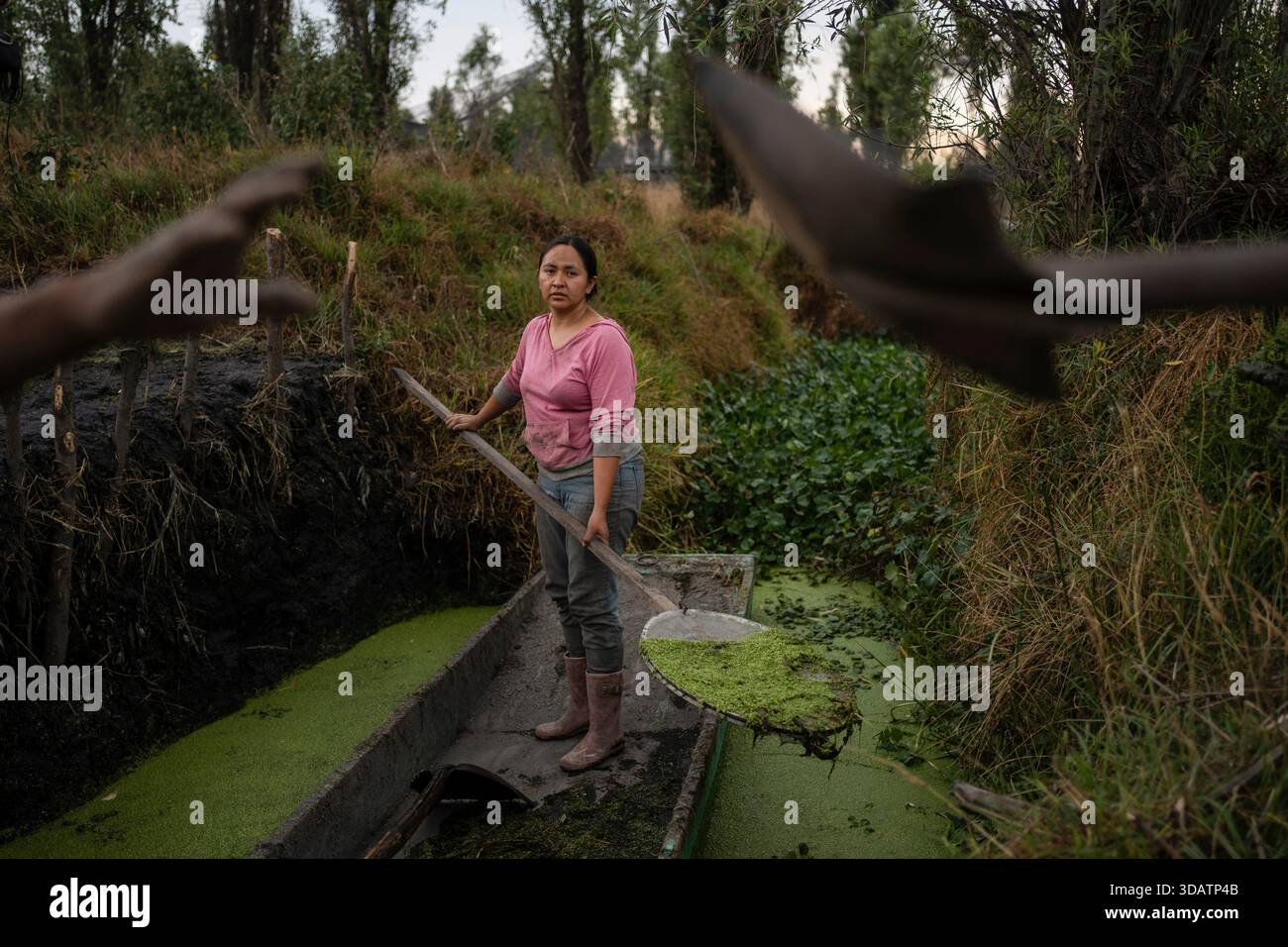 Cassandra Garduño cleans a canal in her chinampa, an island farm built ...
