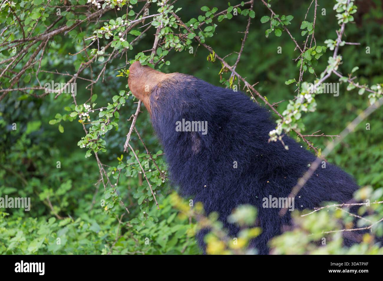 Sri Lankan Sloth Bear (Melursus ursinus inornatus) in Yala National ...