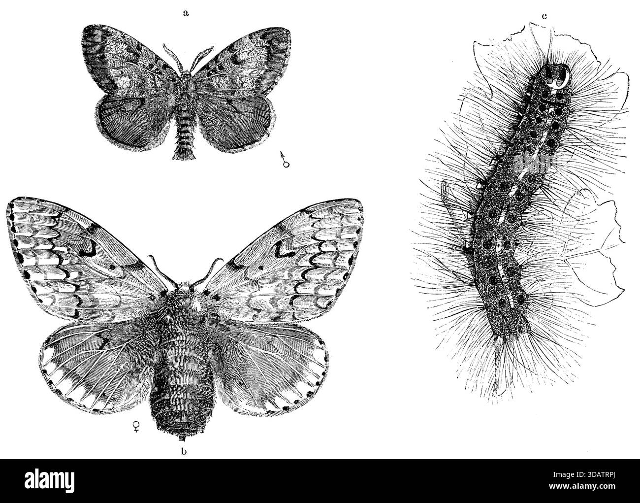 Schmetterling schmetterlinge insekt Black and White Stock Photos ...