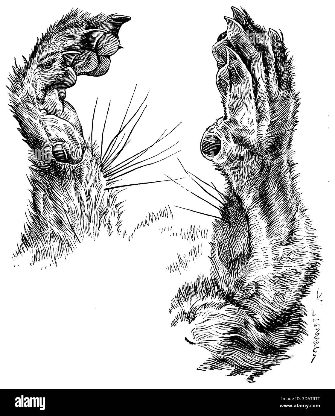 squirrel, Eurasian red squirrel, hand, Sciurus vulgaris, (evolution ...