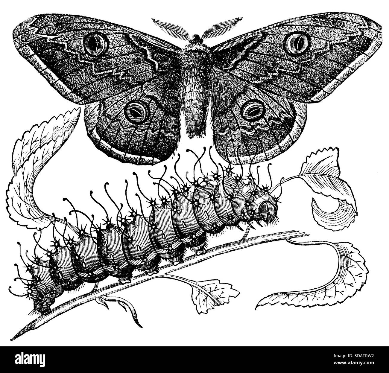 giant peacock moth, Saturnia pyri, (encyclopedia, 1893), Großes ...