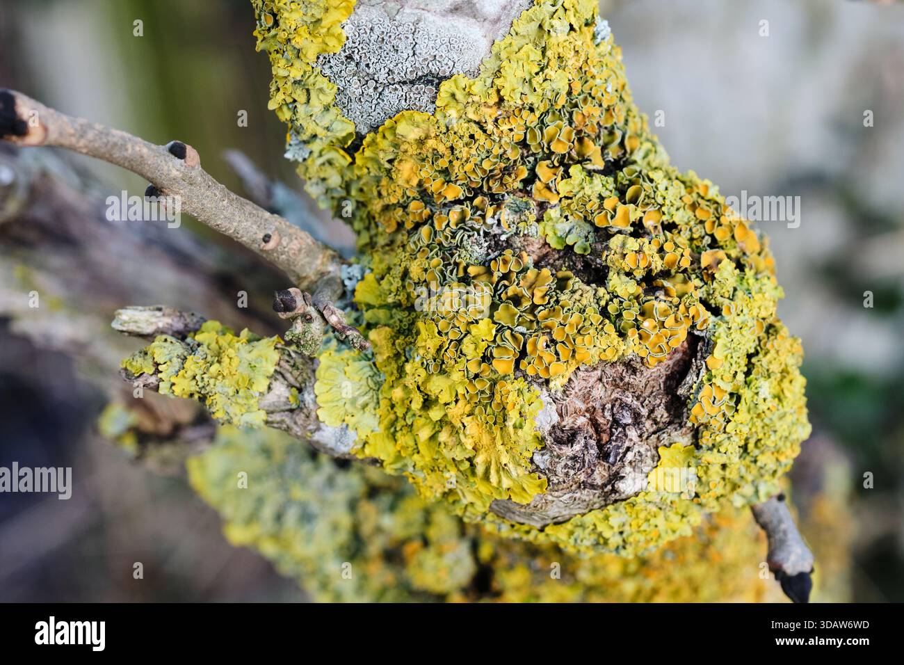 Lichen Parmelia caperata growing on a mature Ash Fraxinus excelsior ...