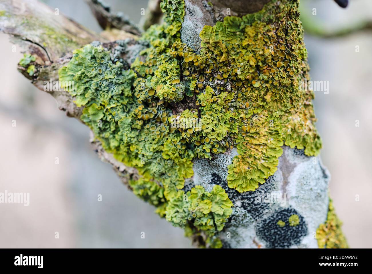 Lichen Parmelia caperata growing on a mature Ash Fraxinus excelsior ...