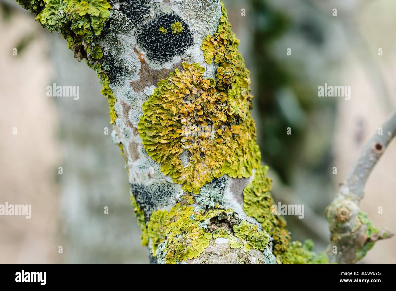 Lichen Parmelia caperata growing on a mature Ash Fraxinus excelsior ...
