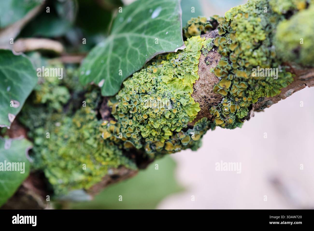 Lichen Parmelia caperata growing on a mature Ash Fraxinus excelsior ...