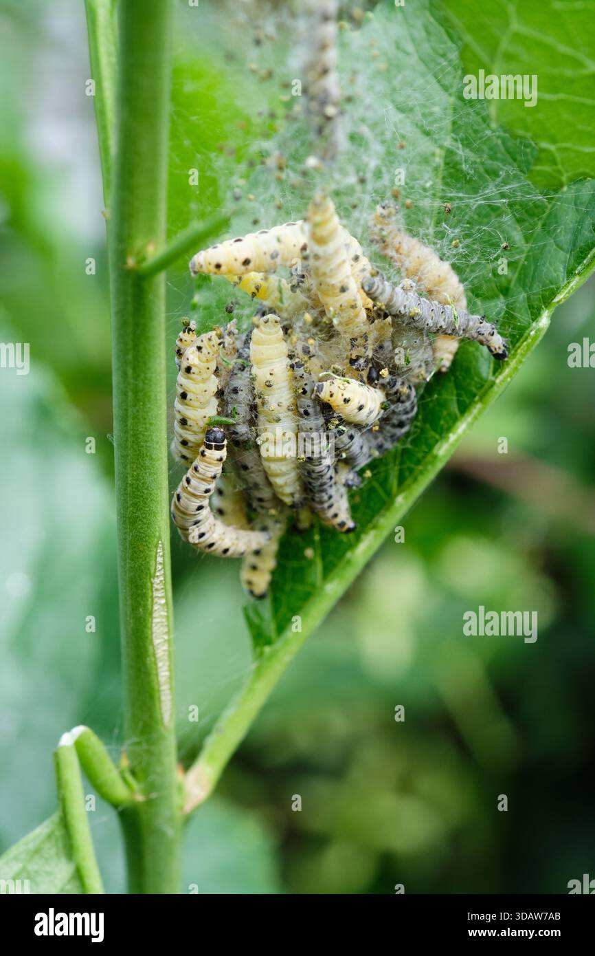 Spindle ermine moth yponomeuta cagnagella hi-res stock photography and ...