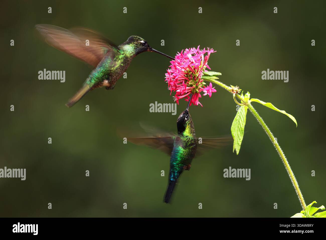 Tiny hummingbirds hovering around hi-res stock photography and images ...