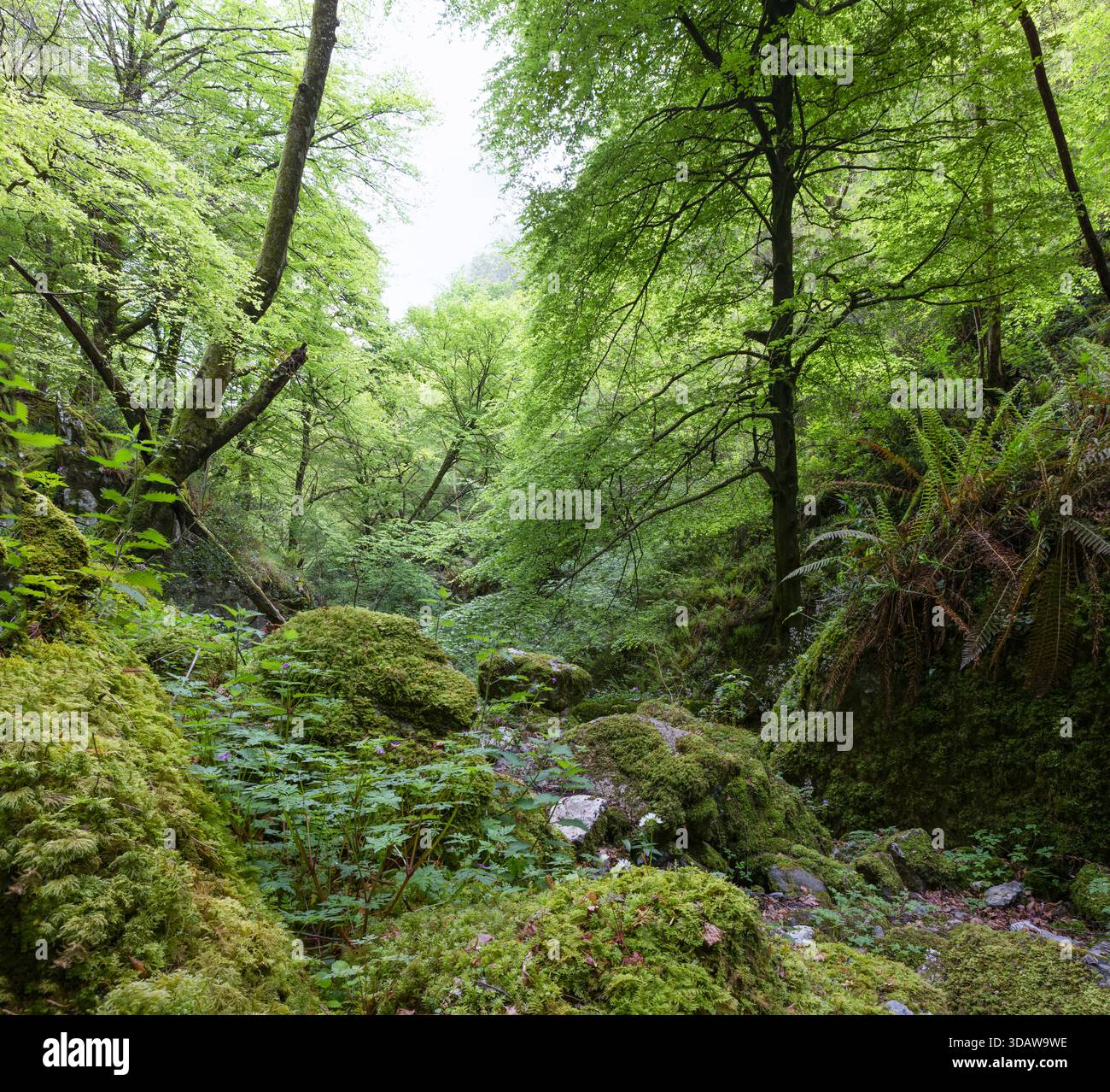 A serene scene in La Biescona Beech Forest, or El Bosque Magico, in ...