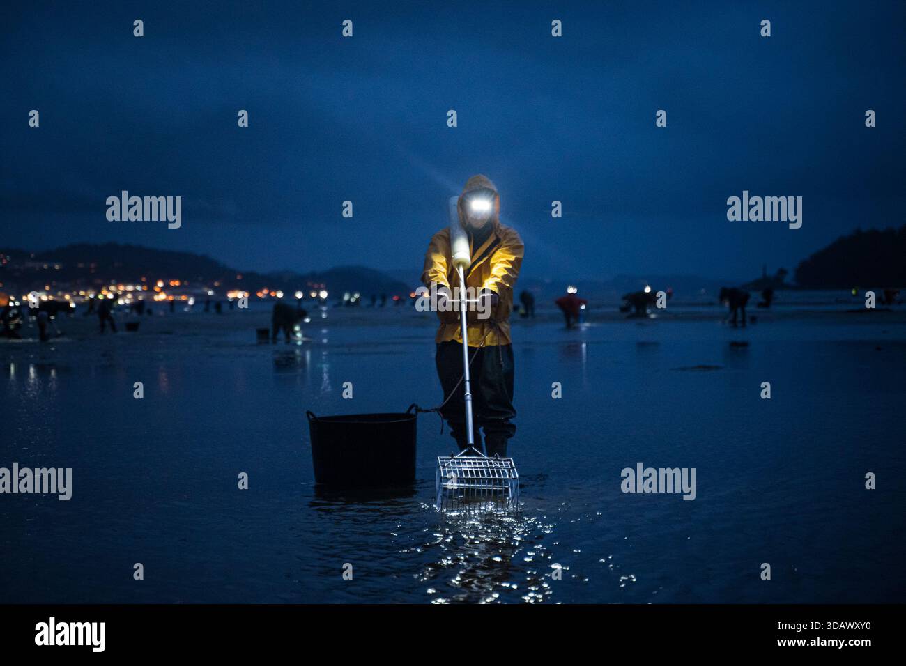 Shellfish gatherers of the Cofradía de San Telmo work in the area of ...