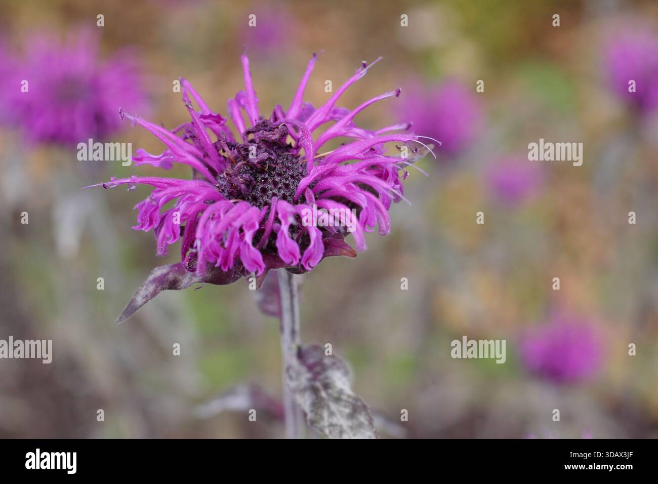 Deep purple bergamot hi-res stock photography and images - Alamy