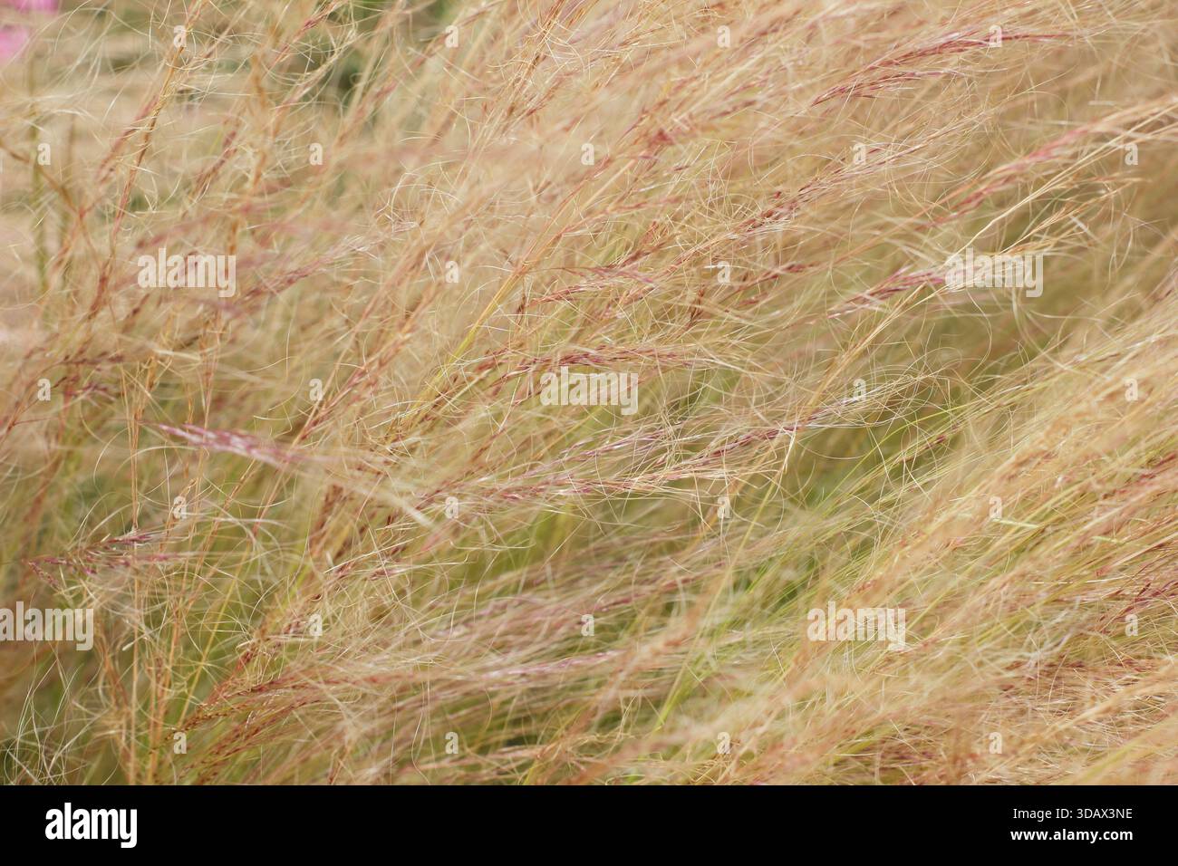 Stipa tenuissima masses of golden mexican feather grass seedheads ...