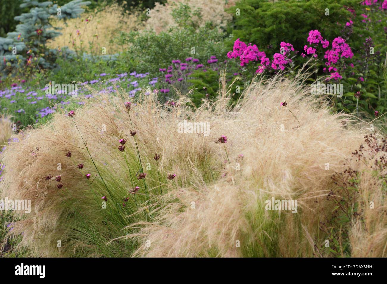 Stipa tenuissima. Masses of Mexican feather grass seedheads arching ...