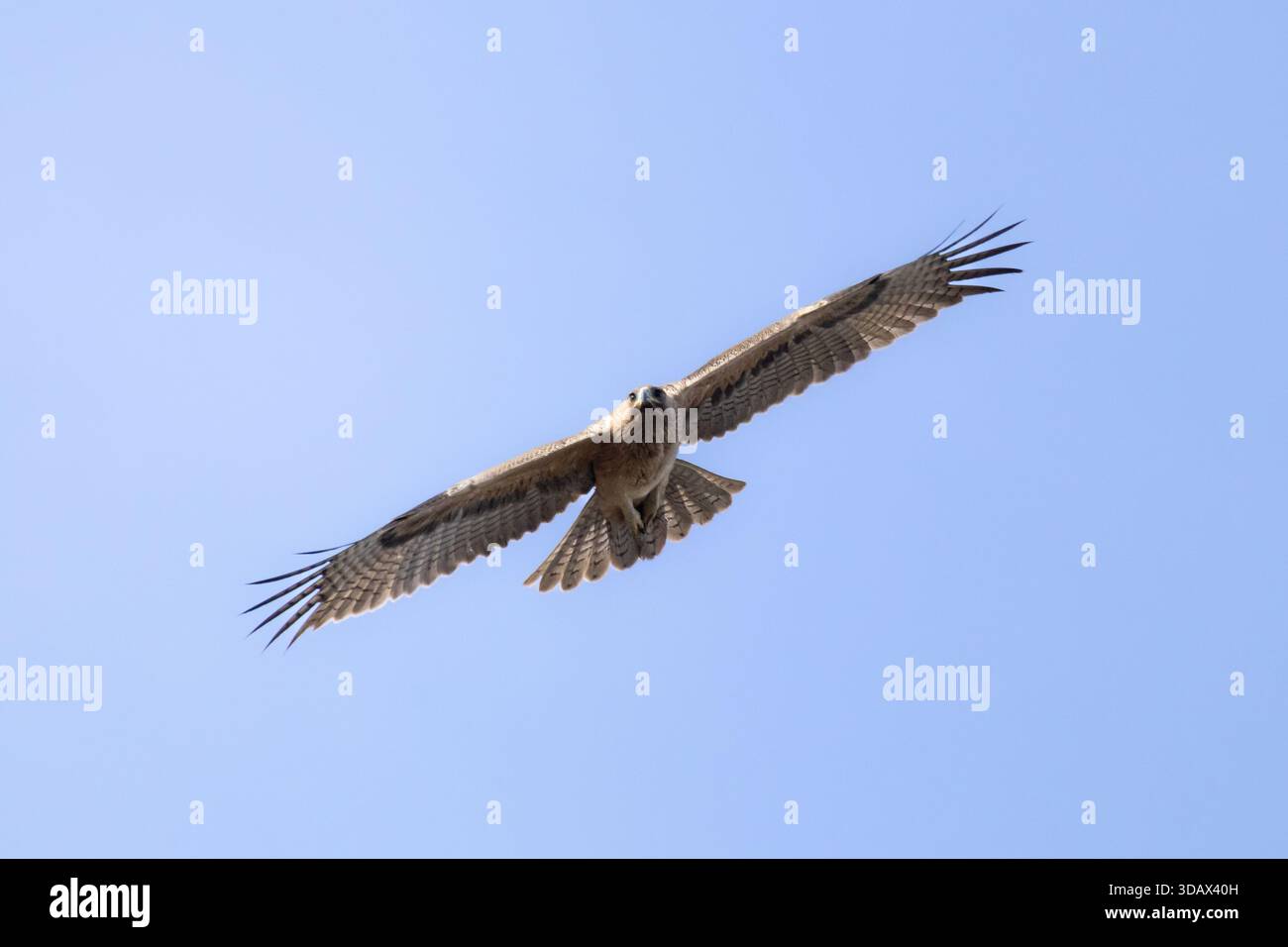 A Bonelli’s Eagle (Aquila fasciata) soars gracefully above Limassol ...