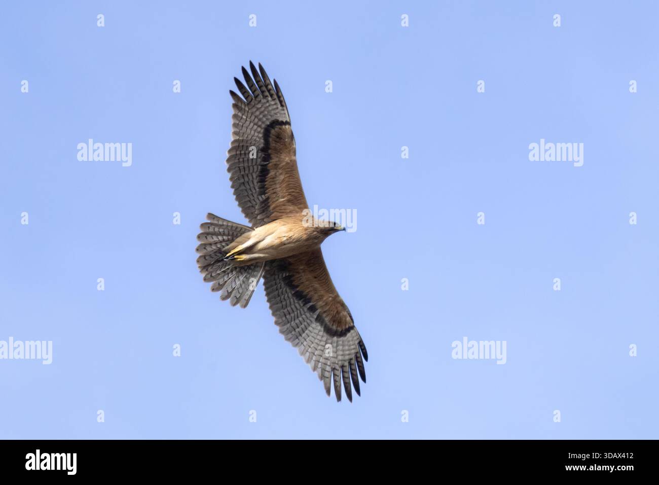 A Bonelli’s Eagle (Aquila fasciata) soars gracefully above Limassol ...