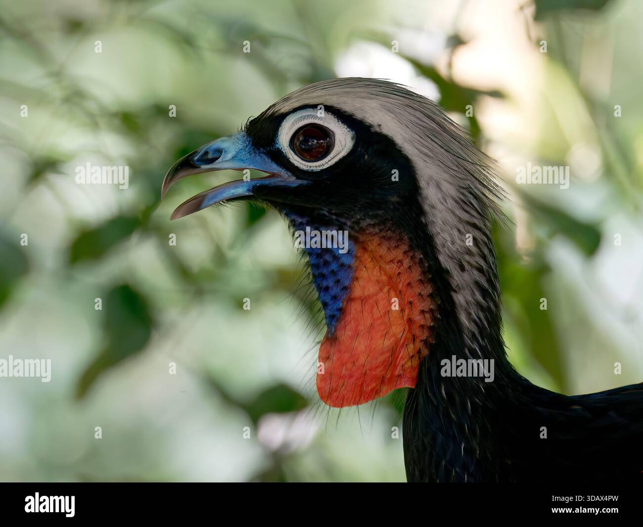 black-fronted piping guan, Schwarzmaskenguan, Pénélope à front noir ...