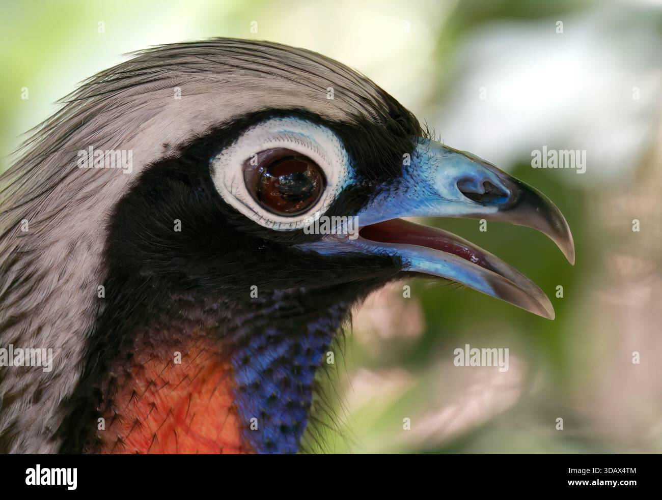 black-fronted piping guan, Schwarzmaskenguan, Pénélope à front noir ...
