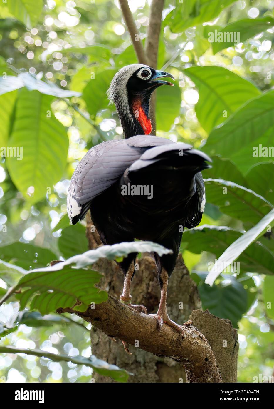 Penelope a front noir hi-res stock photography and images - Alamy