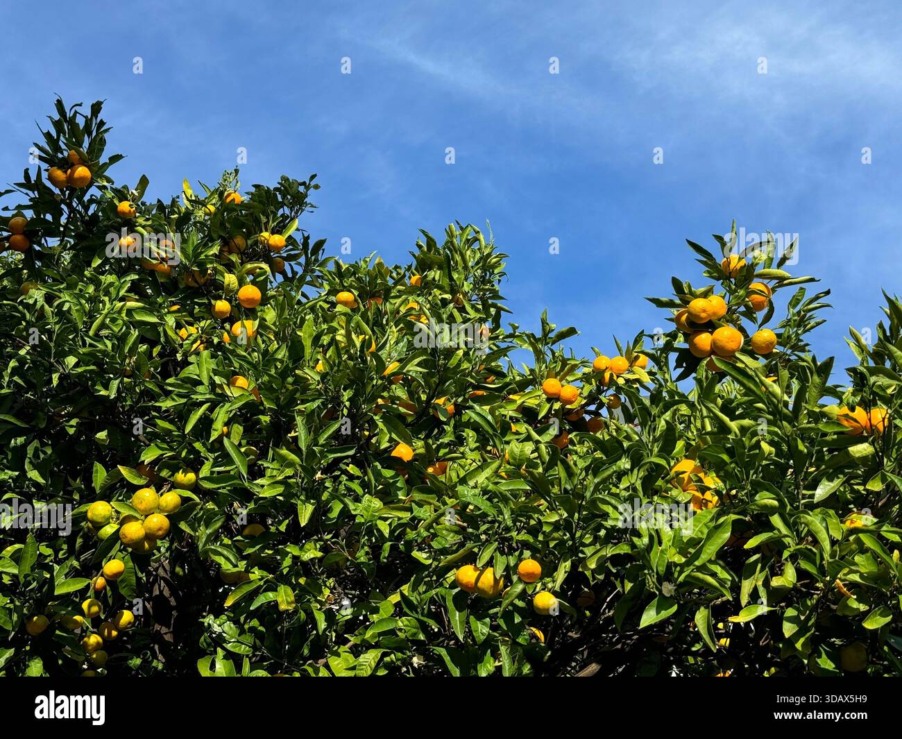 Mandarine trees ripe orange hi-res stock photography and images - Alamy
