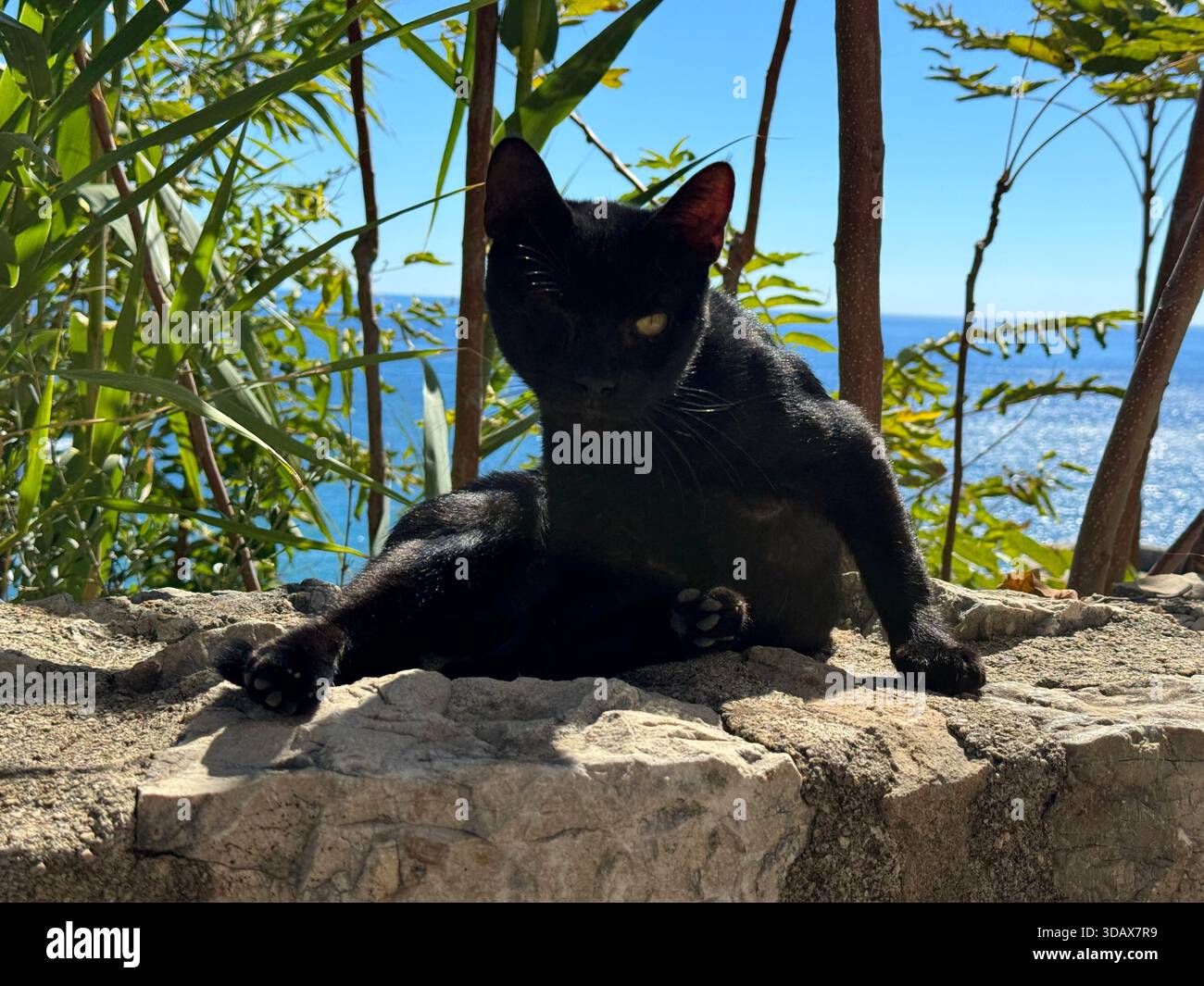 Angry one eyed cat hi-res stock photography and images - Alamy
