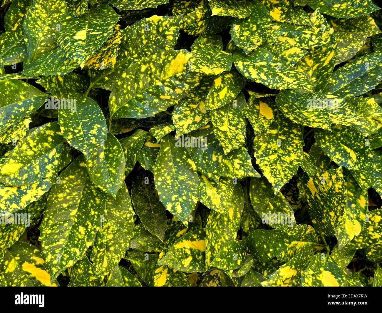 Aucuba japonica, commonly called spotted laurel,Japanese laurel ...
