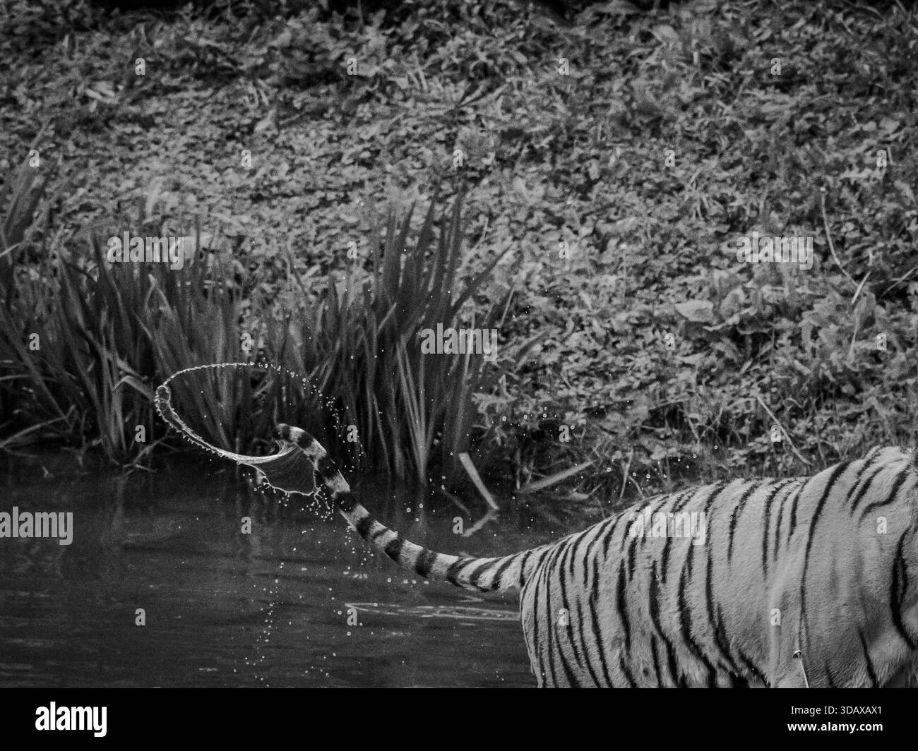 Tigers tail with water circle hi-res stock photography and images - Alamy