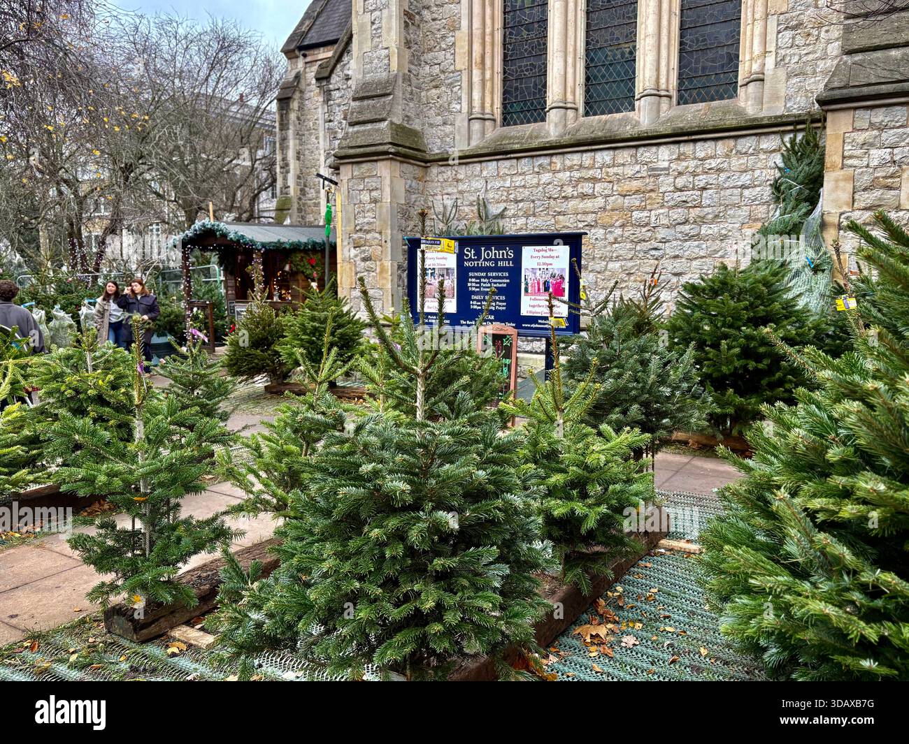 London, UK. 12 December 2025. Christmas trees are displayed for sale ...