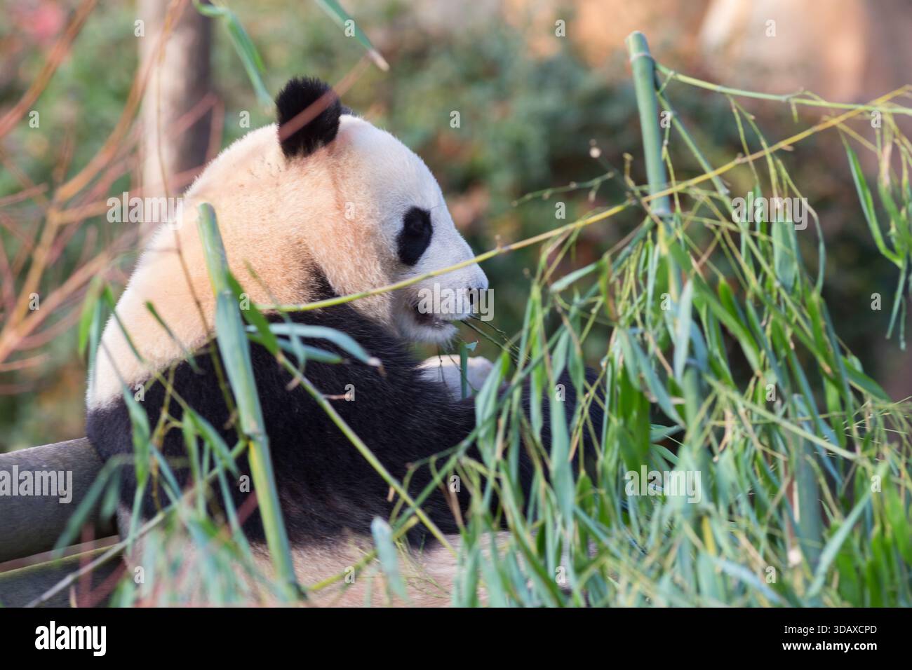 An adorable giant panda eating bamboo shoots photographed in a zoo. A ...