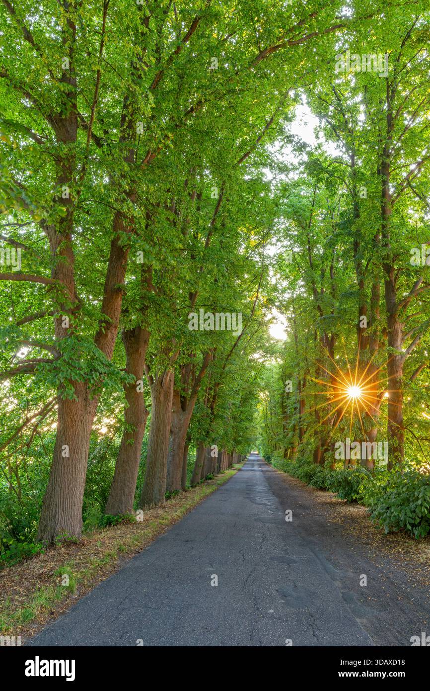 Avenue trees in netherlands hi-res stock photography and images - Alamy