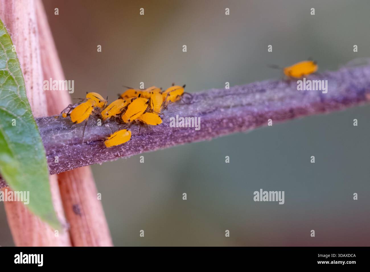 Purple milkweed hi-res stock photography and images - Alamy