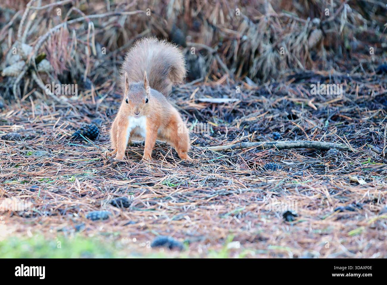 Red squirrels in the forest Stock Photo - Alamy