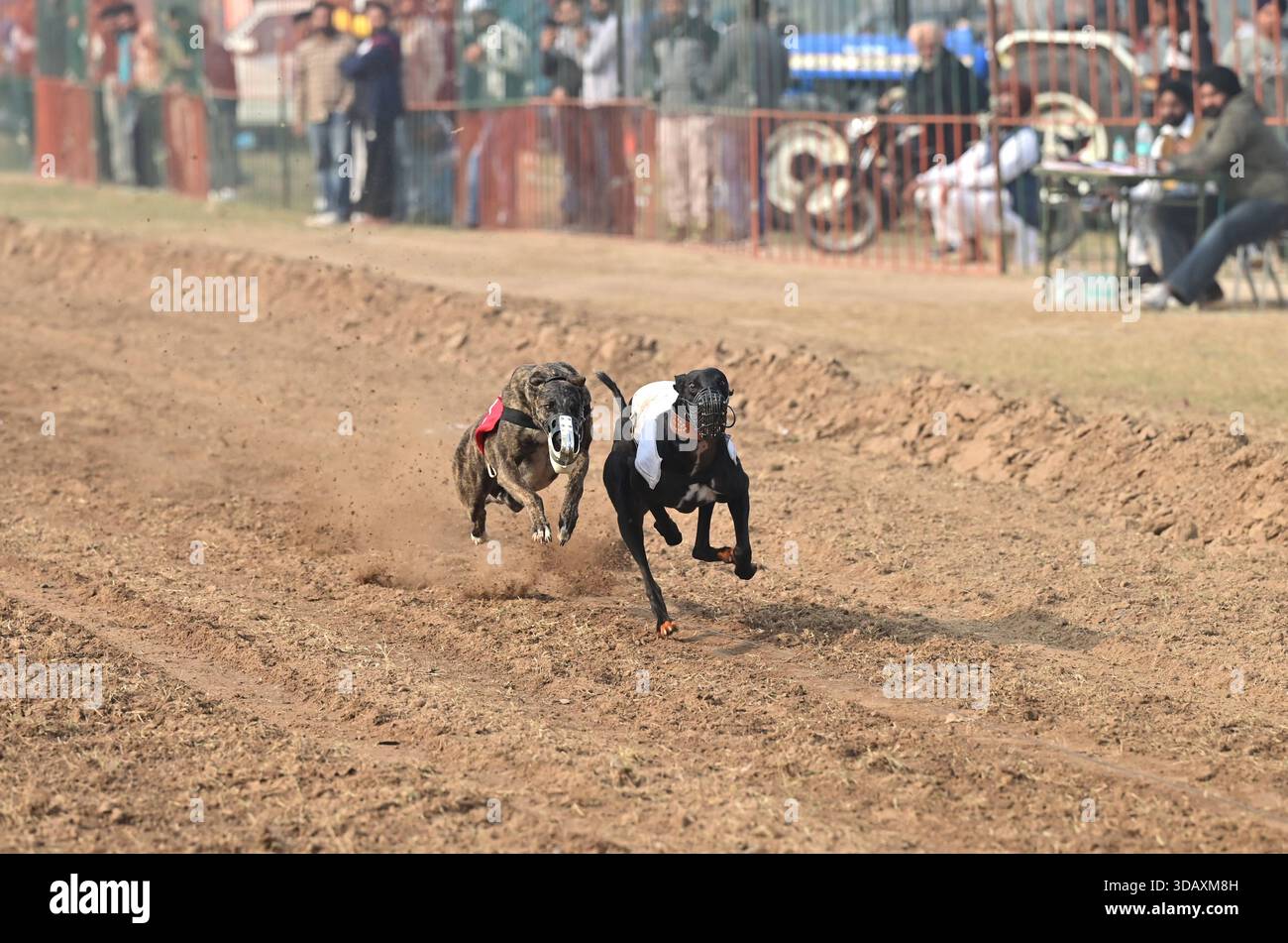 CHANDIGARH, INDIA - DECEMBER 11: Dogs take part in a traditional racing ...