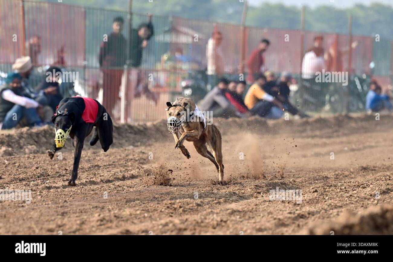 CHANDIGARH, INDIA - DECEMBER 11: Dogs take part in a traditional racing ...