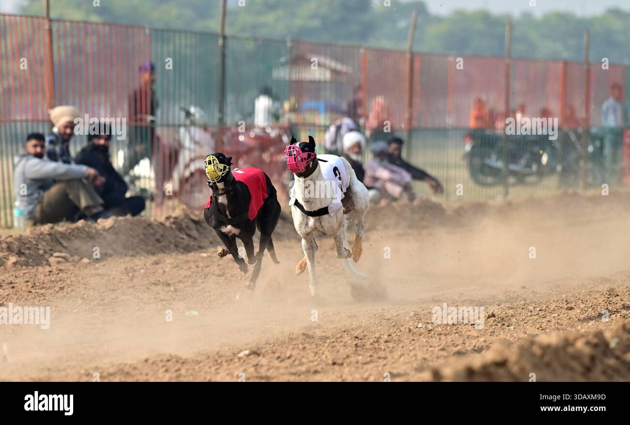 CHANDIGARH, INDIA - DECEMBER 11: Dogs take part in a traditional racing ...