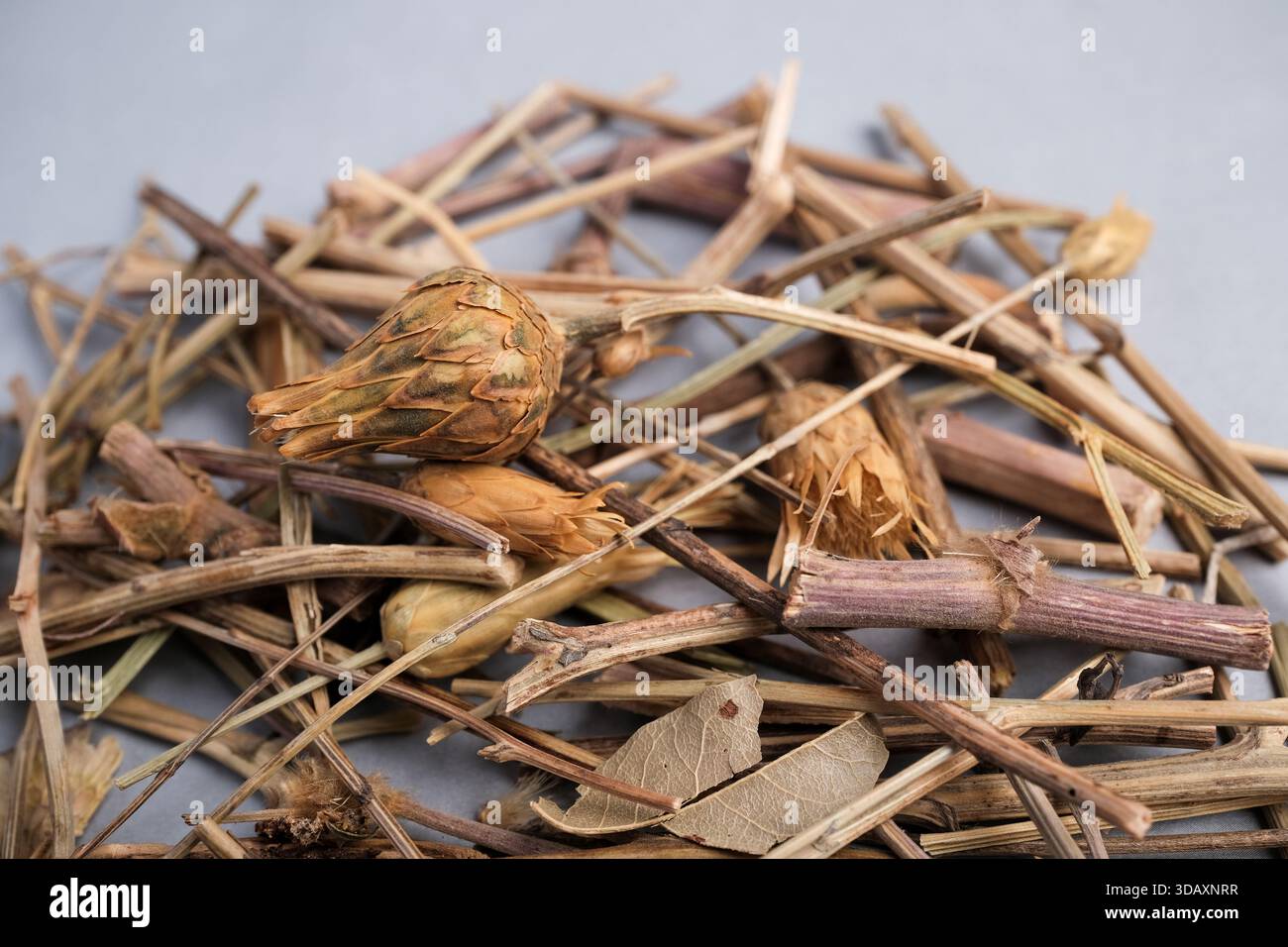 Botanical Macro Image of Dried St. John's Wort Flower Heads (Hypericum ...