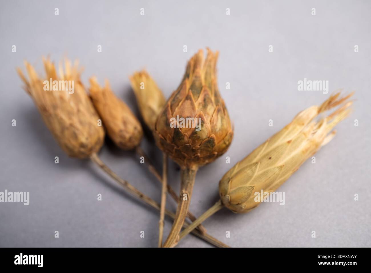 Botanical Macro Image of Dried St. John's Wort Flower Heads (Hypericum ...