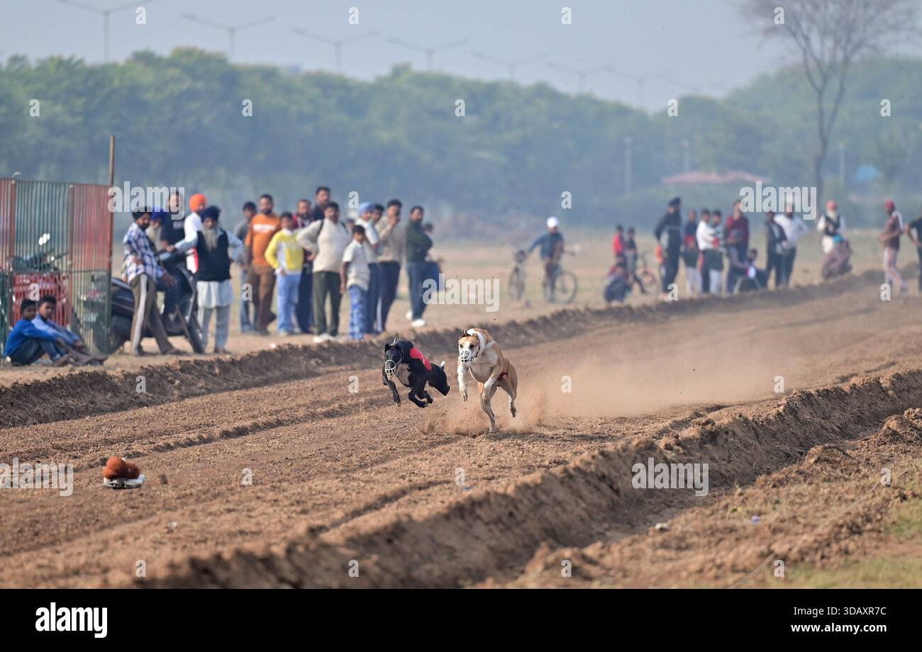 CHANDIGARH, INDIA - DECEMBER 11: Dogs take part in a traditional racing ...