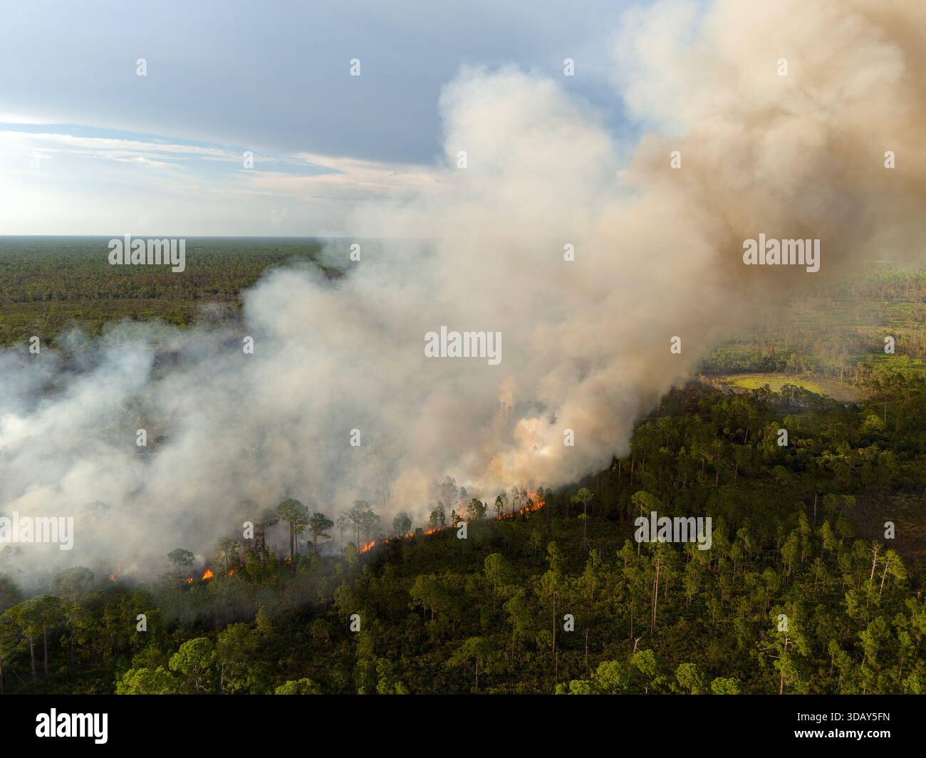 Safe prescribed fire in rural Florida landscape, reducing wildfire risk ...